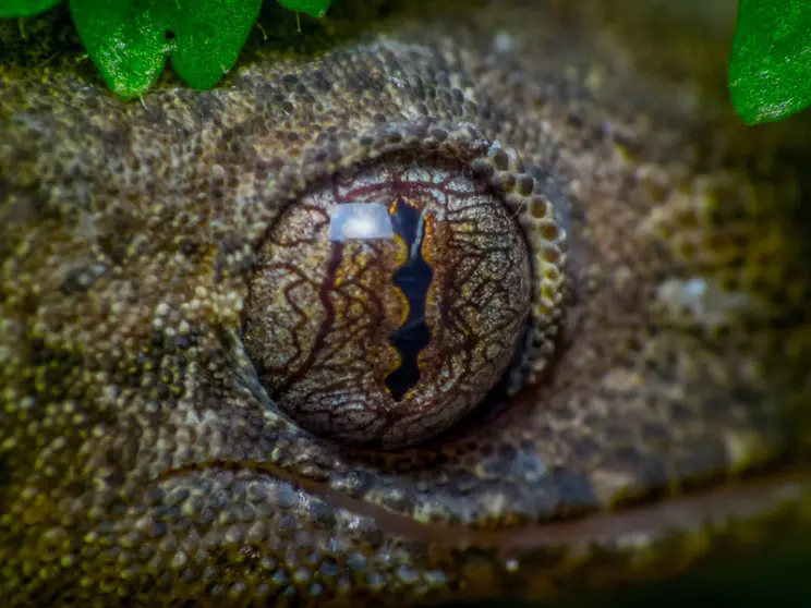 ಪ್ರಾಣಿ ಕಣ್ಣುಗಳು ಮಣಿಗಳ ಶಿಷ್ಯ