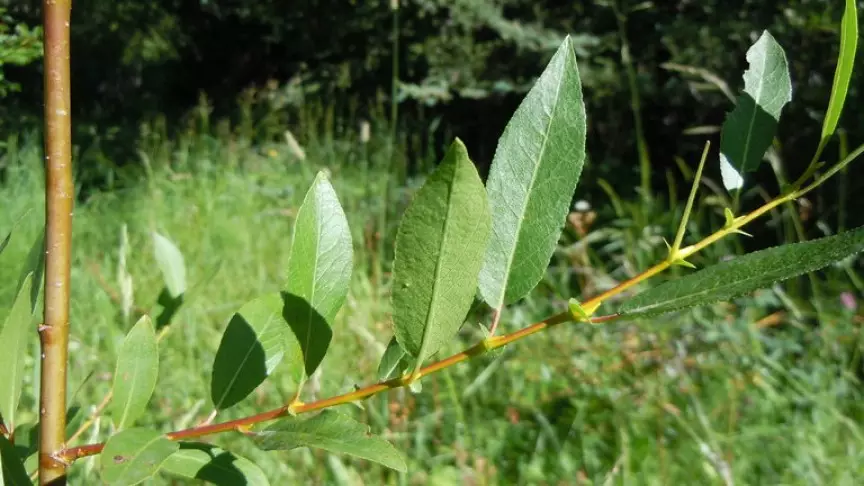 Ahoana no mety ho fahombiazan'ny Willow amin'ny famokarana angovo biomass?