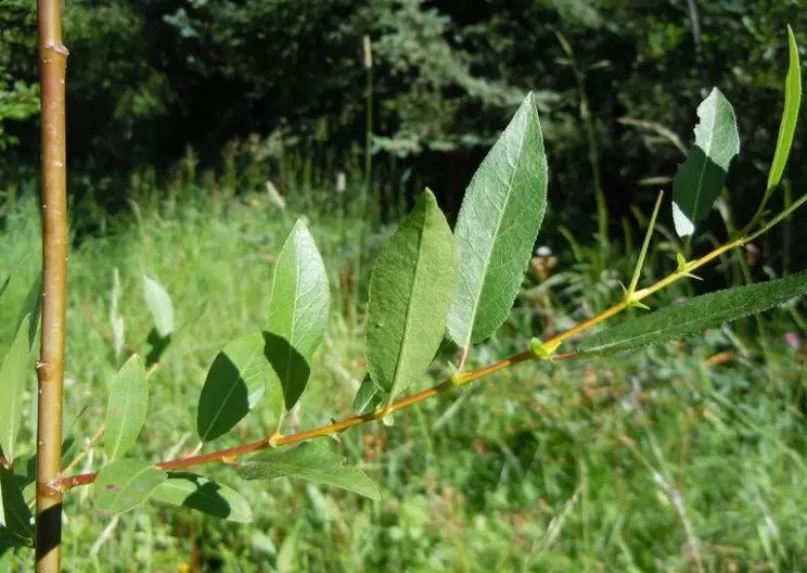 Willow dikare ji bo hilberîna enerjiya biomassê çiqas bandorker be?