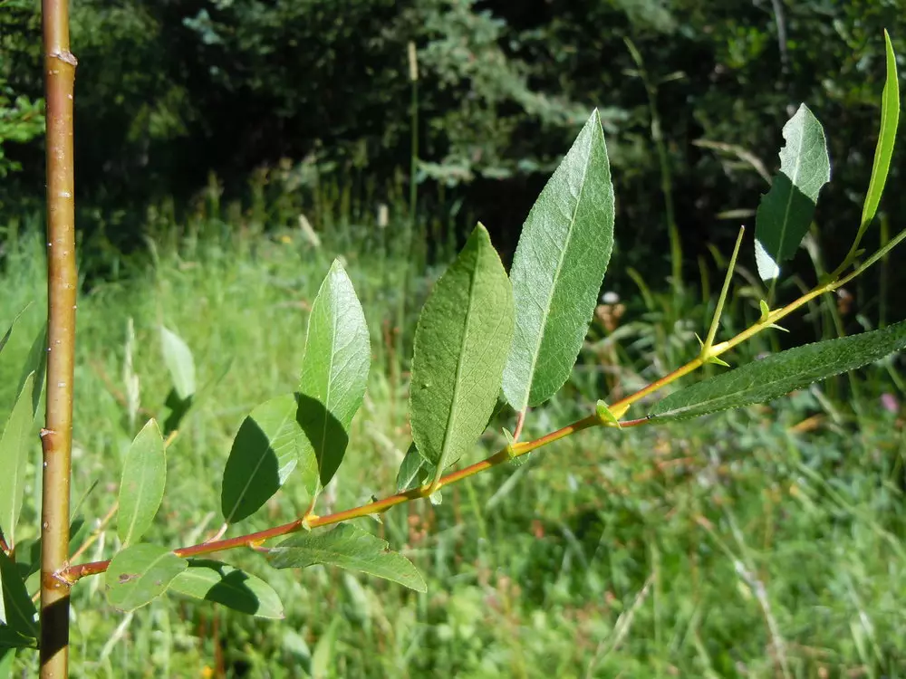 Daun anu cirina warna sareng tékstur héjo anu sami dina dua permukaan sareng twigs distal anu glabrous sareng konéng.