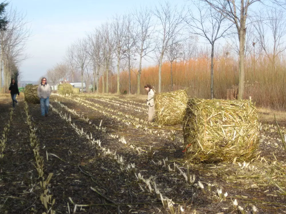 Cosecha de biomasa de sauce centro agroforestal nacional de Canadá