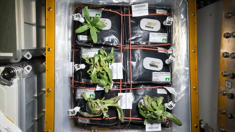Una fotografía aérea de algunas plantas que crecen en pequeños cojines de plástico negro.