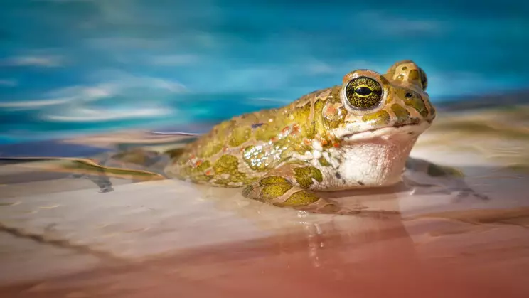 NASA Makausa Nagpadala ug 2 ka Bullfrog sa Kalawakan Para sa... Science!