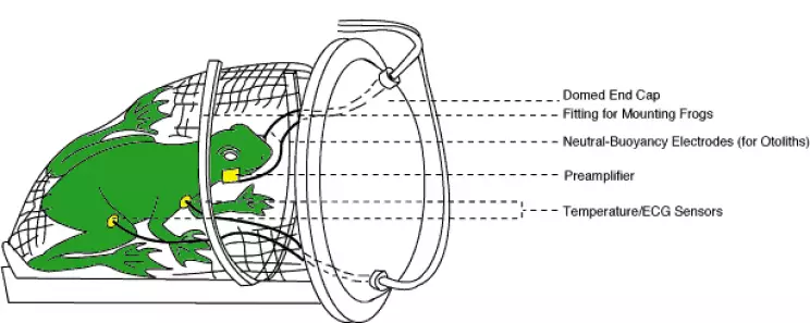 NASA Unwaith Anfonwyd 2 Bullfrog i'r Gofod ar gyfer... Gwyddoniaeth!