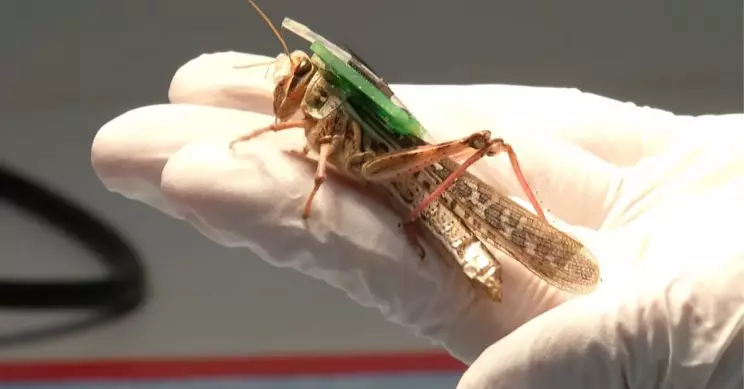 Vísindamenn hannuðu Cyborg Grasshoppers sem þefa uppi sprengjur