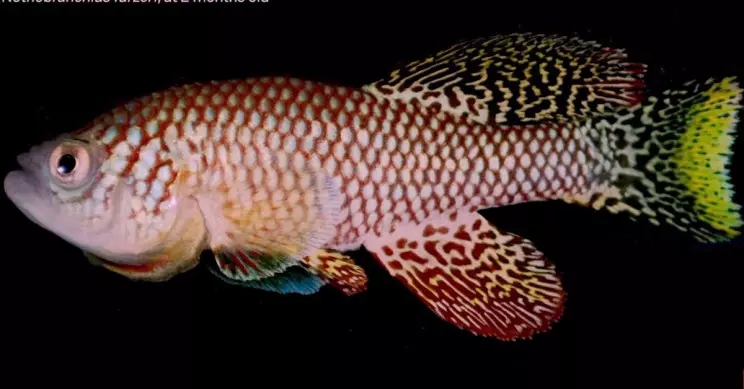 Këta Killifish bruz afrikanë