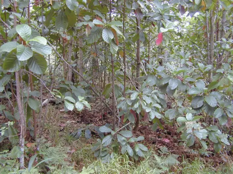 descobertas acidentais quinino