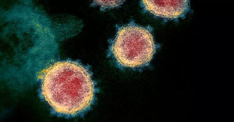 Wetenschappers hebben voor het eerst ontdekt hoe coronavirus menselijke cellen infecteert