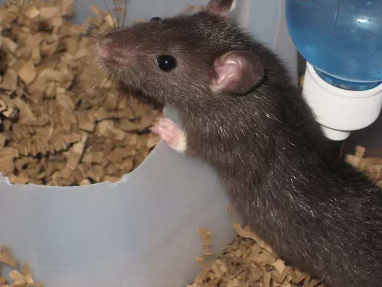 neurobiologia szczurów badawczych