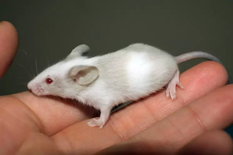 neurovědy výzkumné myši