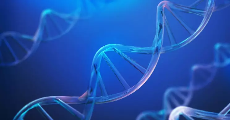 Ngwa Ngwá Ọrụ Ọhụrụ nwere ike imezi nkwụsị DNA jikọtara na ịka nká na ọrịa kansa