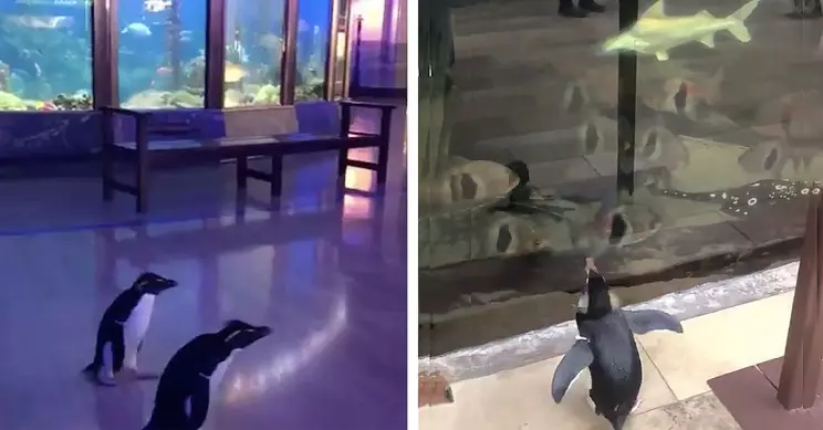 Penguins Waddle Kyauta kuma Ziyarci Dabbobin Dabbobi bayan Coronavirus Ya Bar Aquarium Deserted