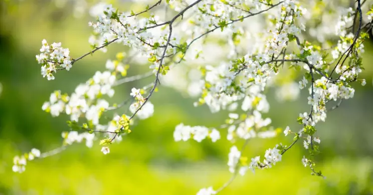 Der erste Frühlingstag beginnt am Donnerstag, dem frühesten seit 124 Jahren