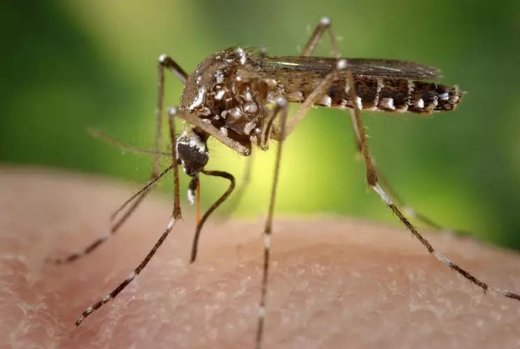 コロナウイルス蚊についての神話