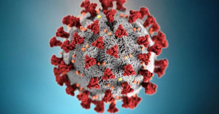 Nws Siv Ob: COVID-19 Coronavirus Tejzaum 'Chimera' ntawm Ob Tus Kab Mob Sib Tw