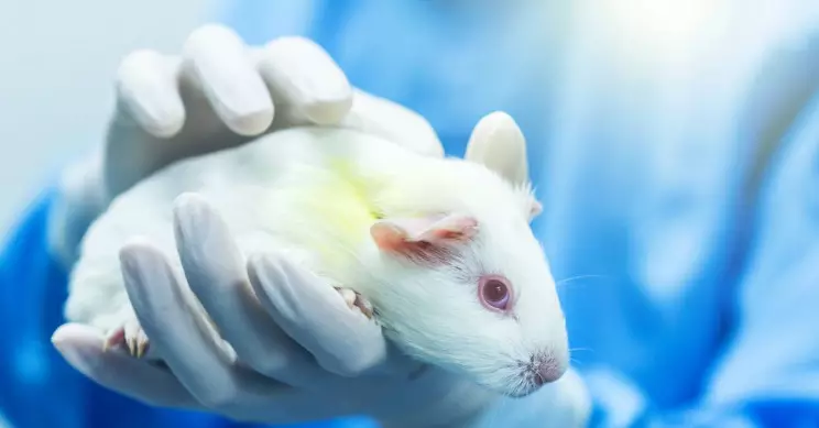 Les scientifiques utilisent CRISPR pour supprimer les souvenirs effrayants chez les rats