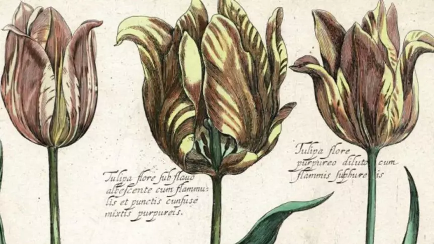 Historio de la Tulipo: De Turka Amafero ĝis nederlanda Tulipmania Obsession