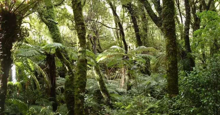 Sinaunang Rainforest Traces na Natagpuan sa Antarctica Point sa Warm Prehistoric World