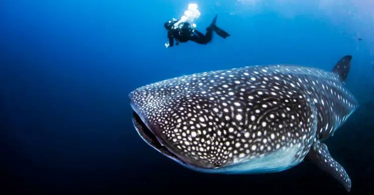 Kale Krich Nuklear Bomb Tester hëllefen Real Age of Whale Sharks z'entdecken