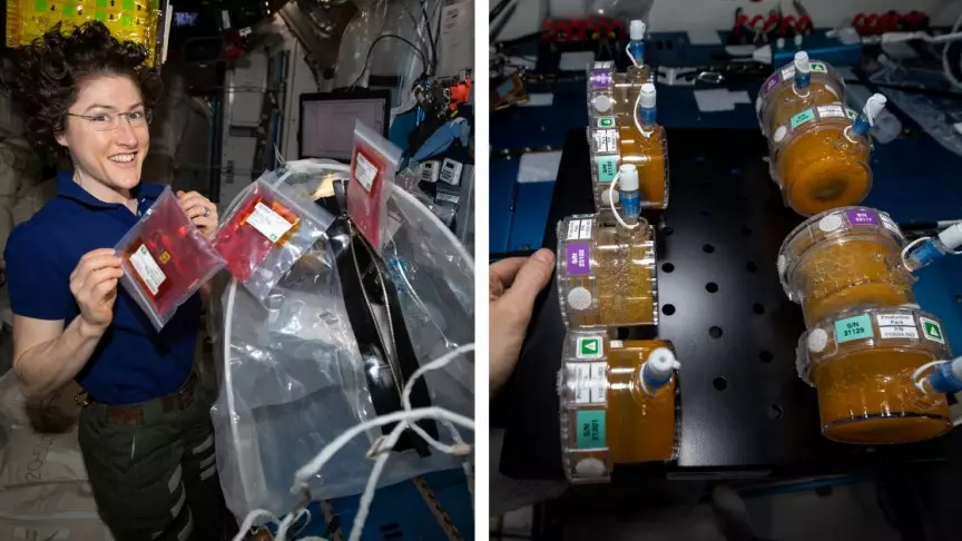 ОУСС-аас SpaceX-ийн Dragon сансрын хөлгөөр дэлхийд буцаж ирсэн 3D хэвлэх болон биологийн судалгаа