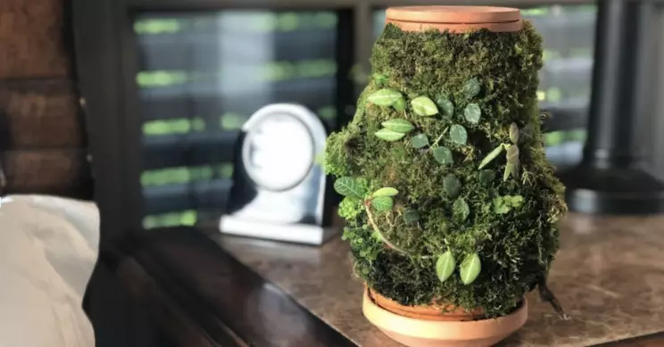 Denne designeren kom opp med en selvvanning, jordfri planter