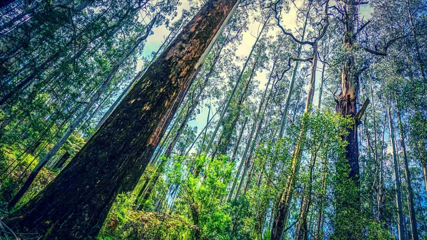 چین میں ایک 630 فٹ گہرا سنکھول ایک قدیم قدیم جنگل کو چھپا رہا ہے