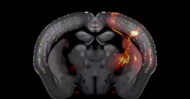 Kwa Nthawi Yoyamba, Mapu Atsopano Atsopano a 3D Atsata Neuron Iliyonse mu Mouse Brain