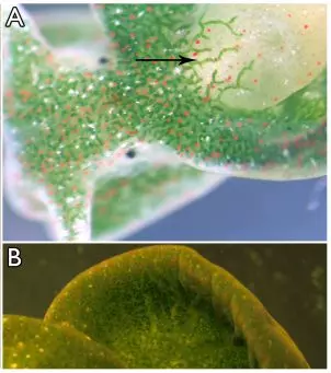 Elysia chlorotica molusku sakoglosanoaren anatomia.(A) Itsas bareak bere derrigorrezko algaren janaria kontsumitzen du Vaucheria litorea. Zirkulu berde txiki eta puntutsuak animaliaren dibertikulu dibertikulu zabalen barruan kokatutako plastidoak dira. (B) Animaliaren eskualde parapodialera hedatzen den dibertikuluen hodi definitu bat (gezia). Digestio-aparatua animaliaren gorputzean zehar adarkatzen diren hodi trinkoez osatuta dago. Hodi bakoitza animalien organulu eta alga plastido ugari dituen zelula bakarreko geruzaz osatuta dago. Geruza zelula honek lumena inguratzen du. (C) E. chlorotica-ren epidermisaren irudi handitua, plastido trinkoak erakusten dituena. Animaliek kolore gris argia dute beren plastido bizirik gabe, eta klorofila laguntzen dute itsasoko bareak berde distiratsu bihurtzeko.