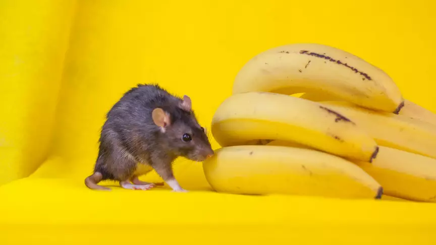 Un achado casual mostra que os ratos machos teñen medo ás bananas. Aquí tes por que