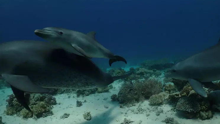 돌고래는 피부 감염을 치료하기 위해 산호 '클리닉'으로 향합니다.