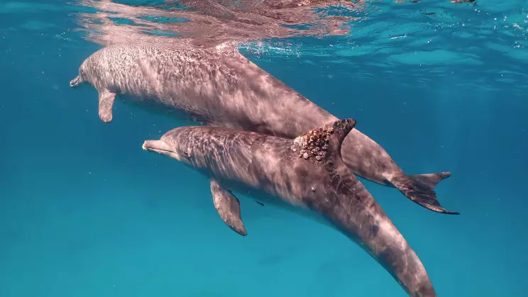 Состојба на кожата на делфинот