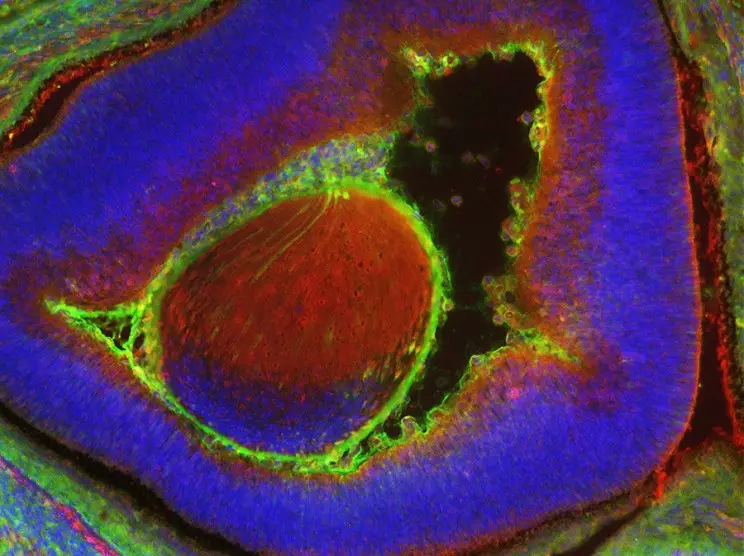 Tiedemiesten luoma ihmis-hiirikimeeri