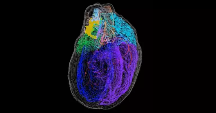 Prvá 3D mapa neurónov srdca