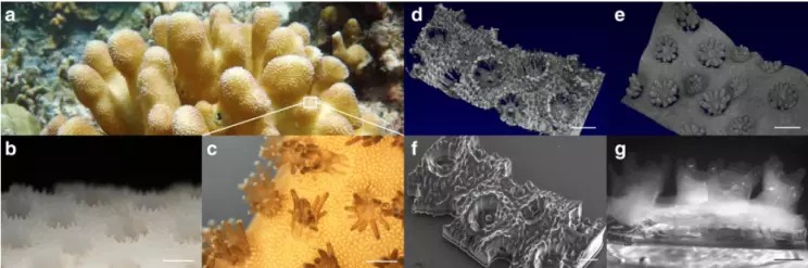 3D-друковані корали можуть стати майбутнім біоенергетики
