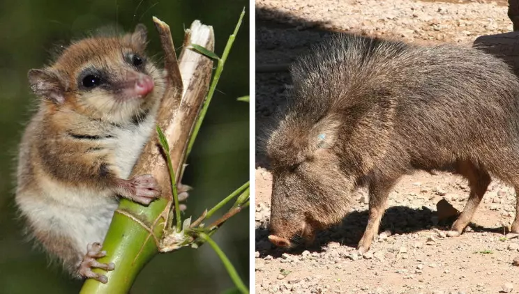 7 Species na Bumalik Mula sa Patay: Ang Lazarus Effect