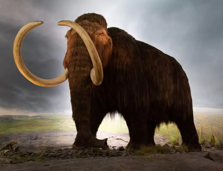 Mammoth berbulu