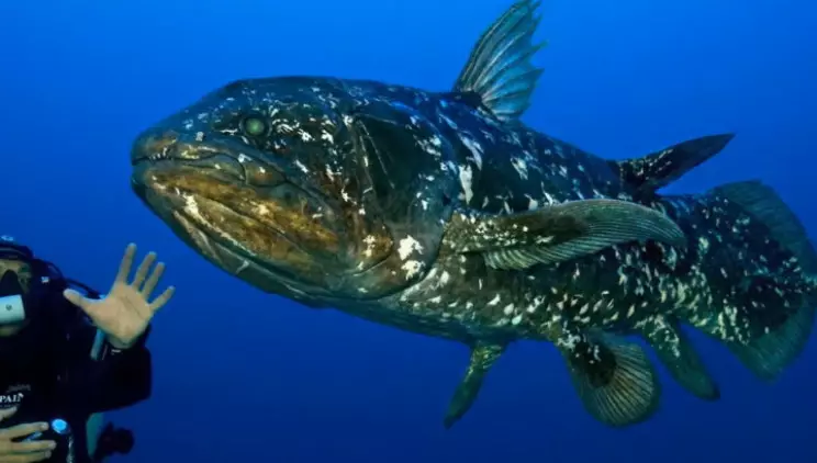 Coelacanth