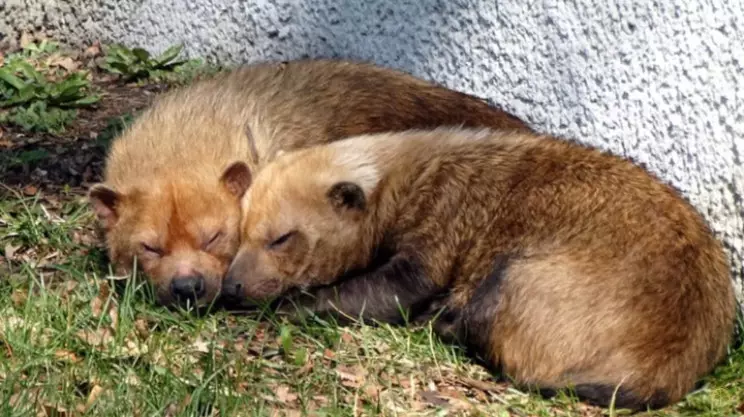 Bush dog