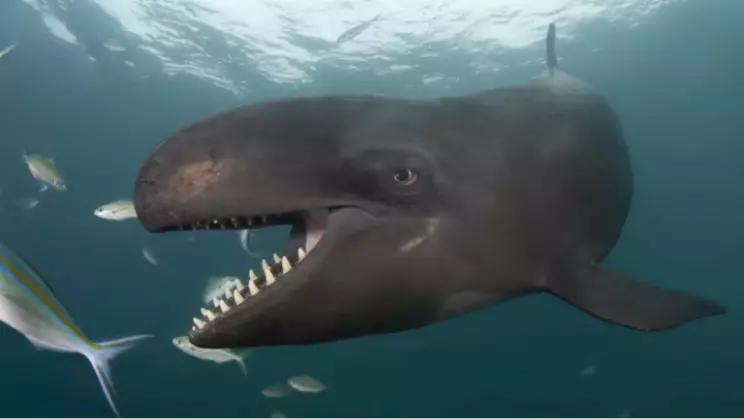 False Killer Whale