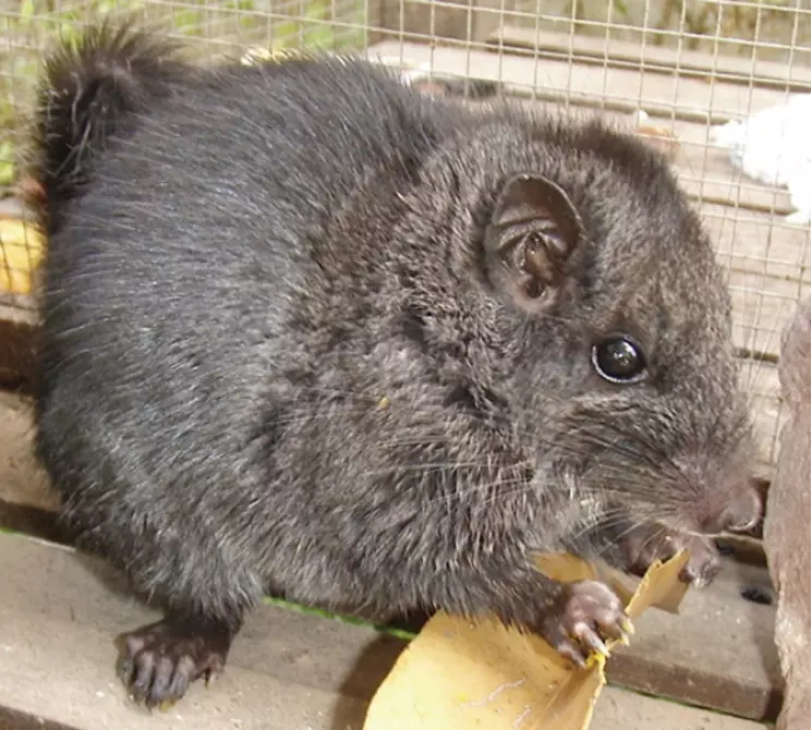 Rata de rocha de Laos