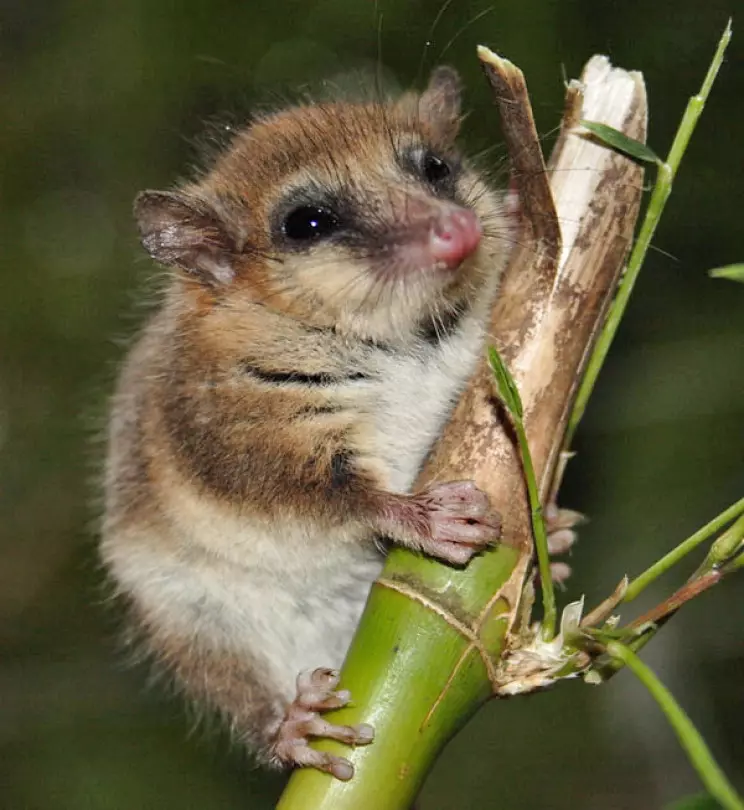 Monito del Monte