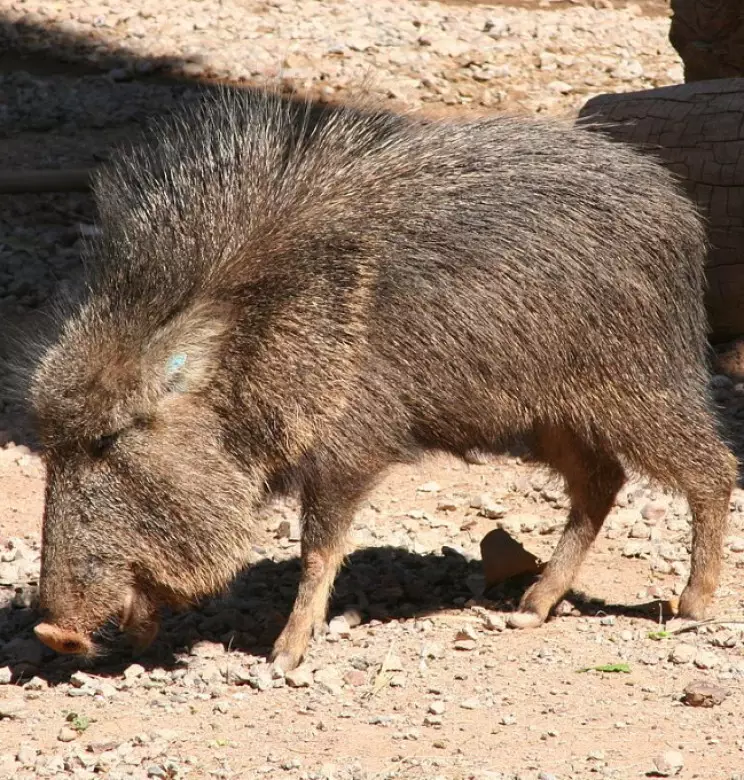 I-Chacoan Peccary