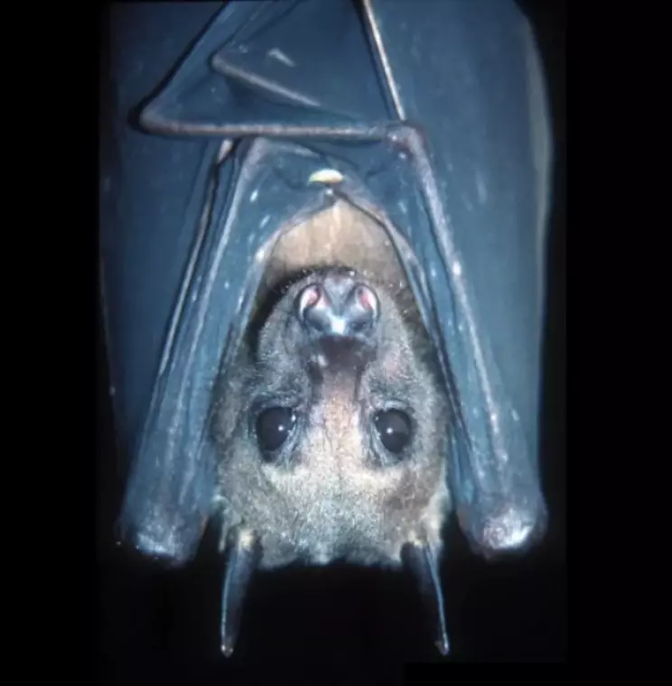 Bulmer's Fruit Bat