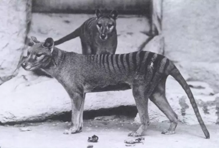 Thylacine