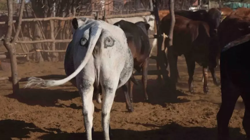 Maľovanie očí na kravské zadky zabráni farmárom strieľať na levy