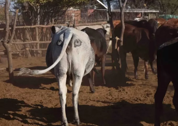 गाईको नित्सामा आँखा चित्रकारीले किसानहरूलाई सिंहलाई गोली हान्नबाट जोगाउनेछ