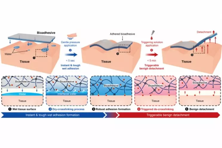 Ang Super-Strong Surgical Tape Magamit sa Internal Organs ug Matangtang sa 5 Minuto