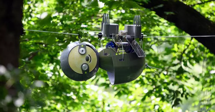 Roboter Sloth kéint ganz lues hëllefen, déi bedrohten Ökosystemer vun der Welt ze retten