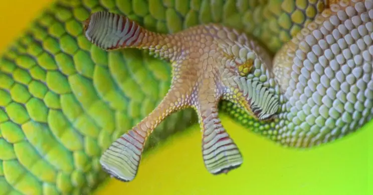 Patrick Gijsbers Gecko Feet