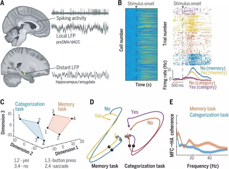 Individuele neuronen helpen ons beslissingen te nemen op basis van geheugen, zegt Study